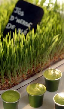 RESTAURATION RAPIDE BIO - COJEAN PYRAMIDES - PARIS 1 - PARISOBIOTIFUL