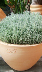 JARDINERIE - BOTANIC - BRETIGNY SUR ORGE 91 - PARISOBIOTIFUL