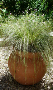 JARDINERIE - BOTANIC - SURESNES 92 - PARISOBIOTIFUL